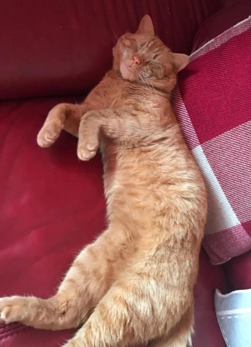 Cats Protection Glasgow Branch