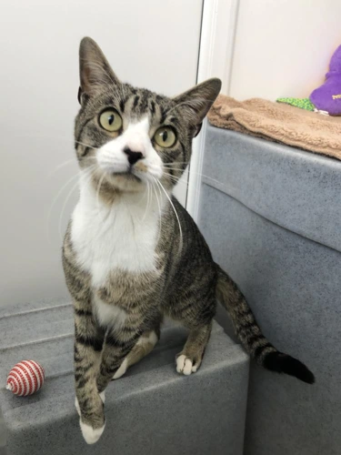 Cats Protection Tyneside Cat Centre