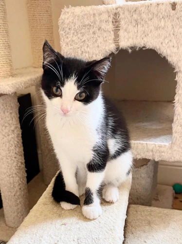 Cats Protection Glasgow Branch