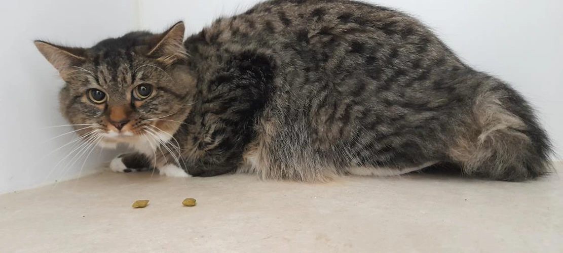 Cats Protection Arbroath & Central Angus Branch