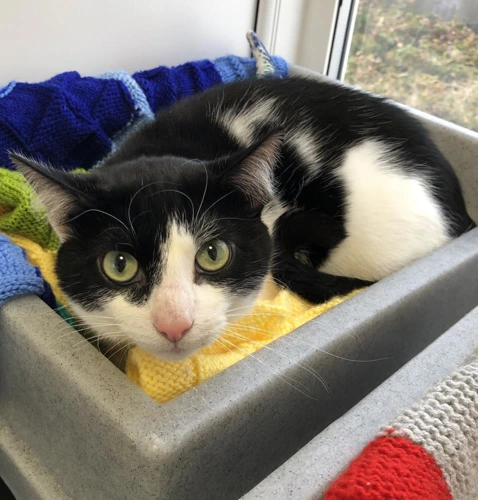 Cats Protection Tyneside Cat Centre
