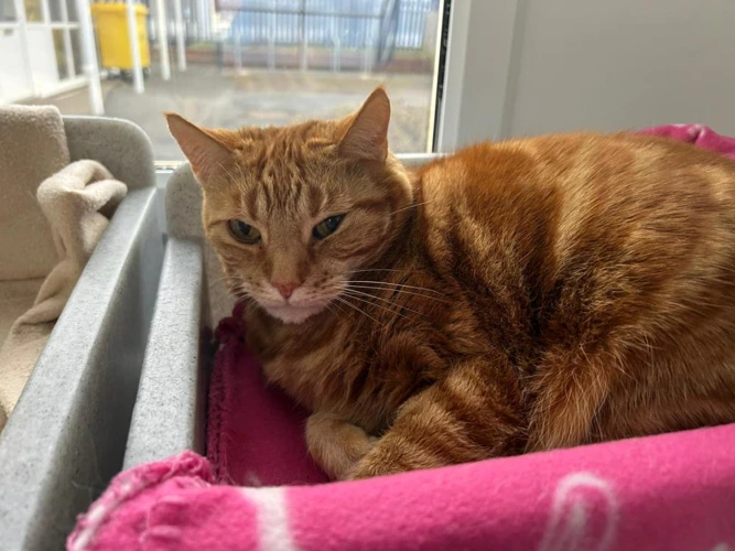 Cats Protection Tyneside Cat Centre