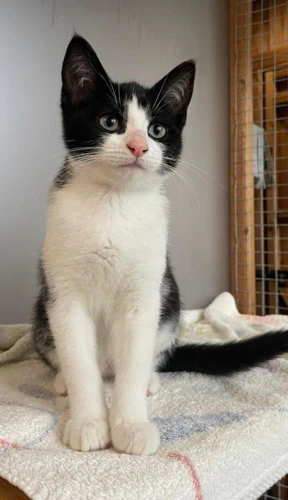 Cats Protection South Wirral Branch