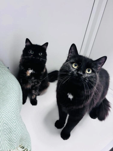 Cats Protection Halifax, Huddersfield & Wakefield Branch