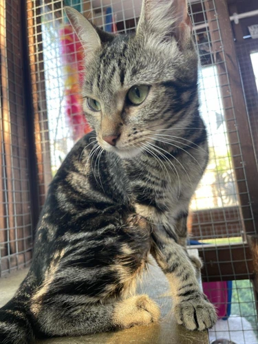 Cats Protection Andover & District Branch