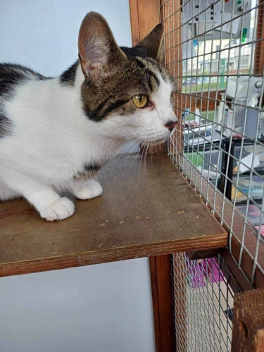 Cats Protection Scotland Cat Centre