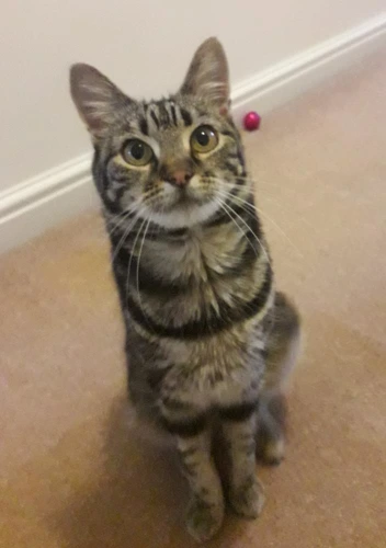 Cats Protection Plymouth & Rame Branch