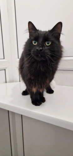 Cats Protection Leeds Cat Centre
