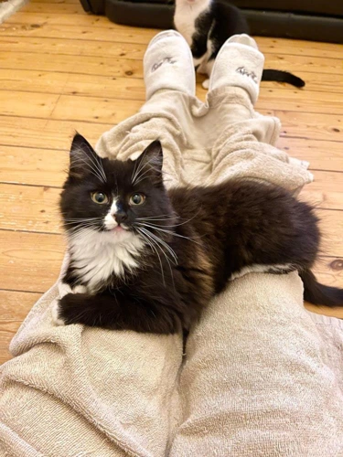 Cats Protection Glasgow Branch