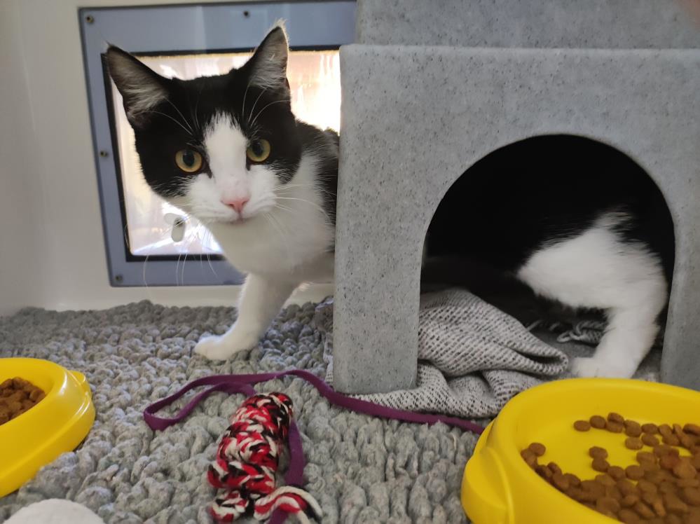 Find a cat near you | Adopt a cat | Cats Protection