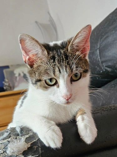 Cats Protection Glasgow Branch