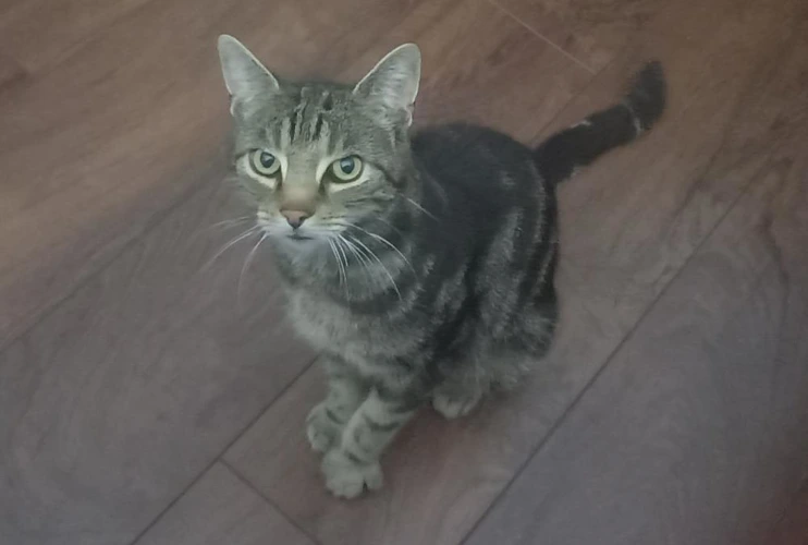Cats Protection Warrington Cat Centre