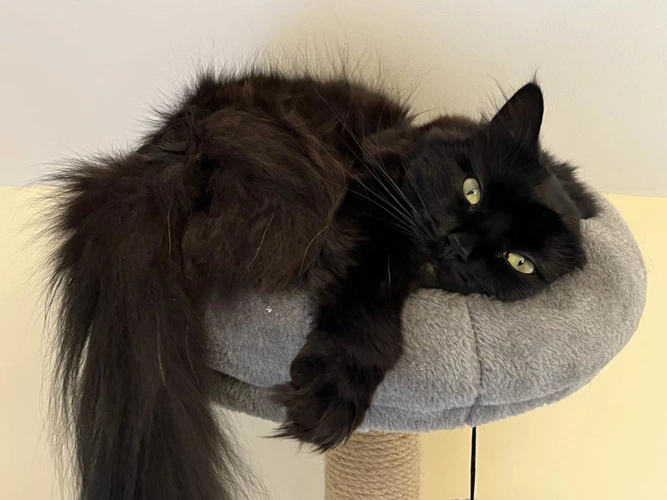 Cats Protection Crawley, Reigate & District Branch