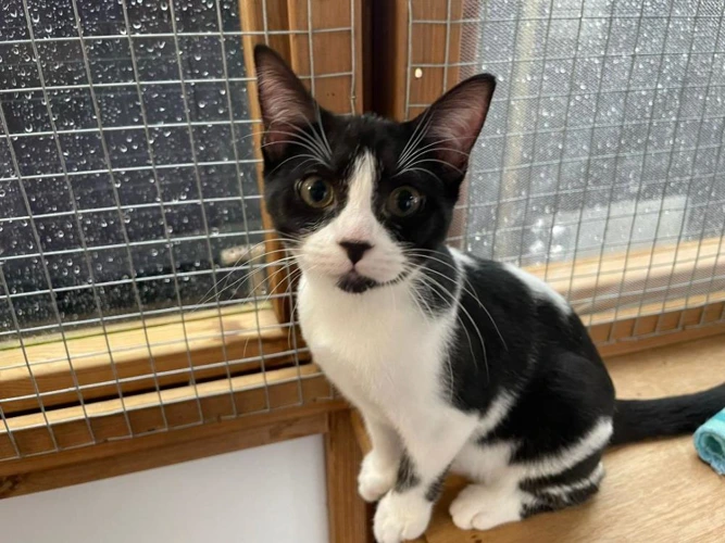 Cats Protection South Wirral Branch