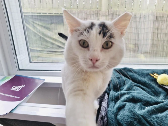 Cats Protection Leeds Cat Centre