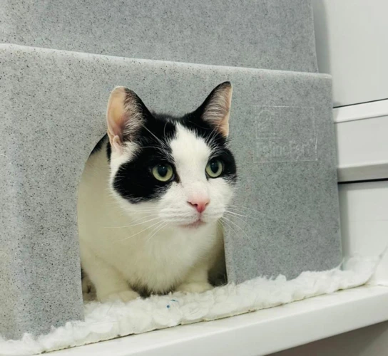 Cats Protection Leeds Cat Centre