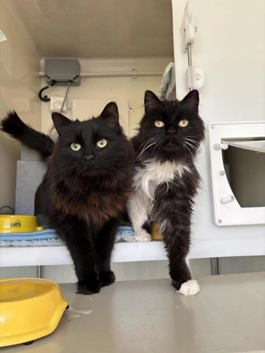 Cats Protection Cornwall Cat Centre