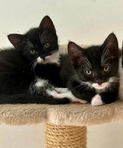 Cats Protection Worcester & District Branch