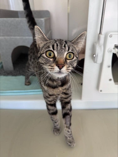 Cats Protection Cornwall Cat Centre