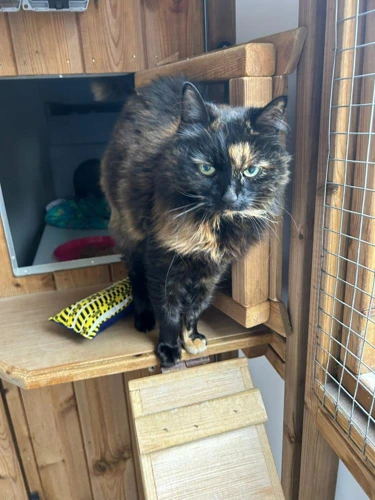 Cats Protection Warrington Cat Centre