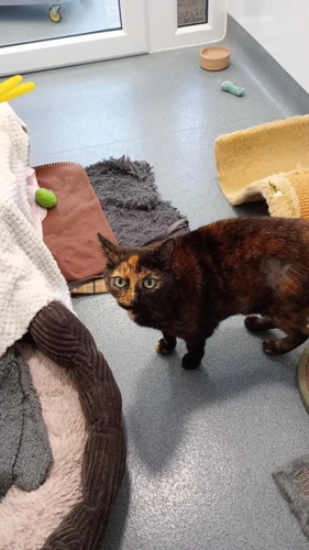 Cats Protection North Wales Cat Centre