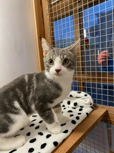 Cats Protection Arbroath & Central Angus Branch