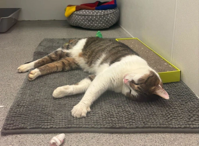 Cats Protection Sheffield & District Branch