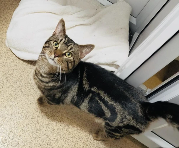 Cats Protection Halifax, Huddersfield & Wakefield Branch