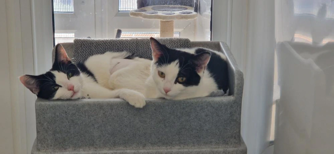 Cats Protection Warrington Cat Centre