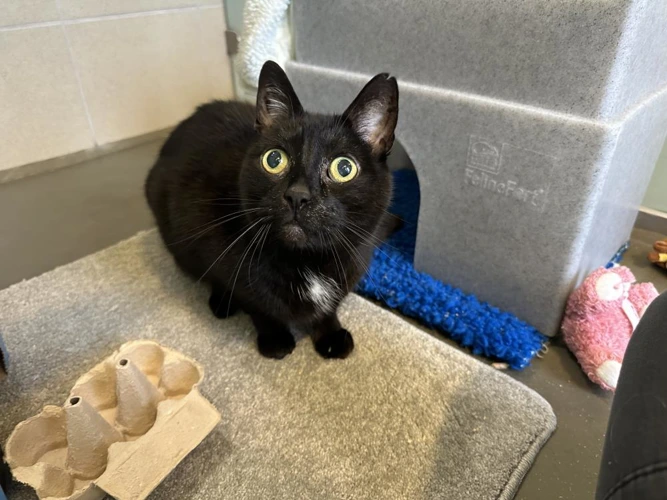 Cats Protection Brighton & Hove Branch