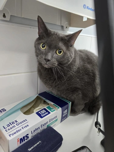 Cats Protection Glasgow Branch