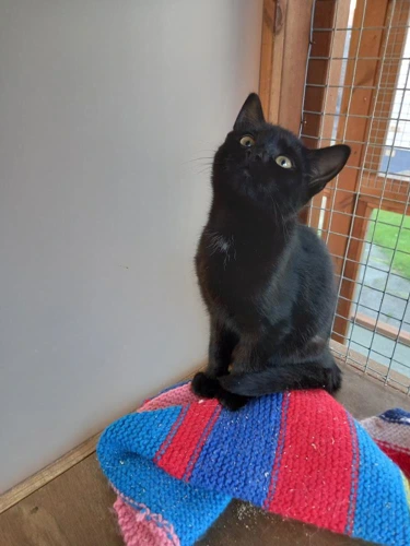 Cats Protection Glasgow Branch