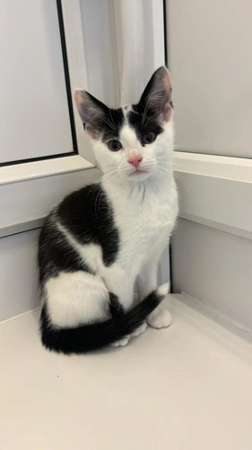 Cats Protection Leeds Cat Centre