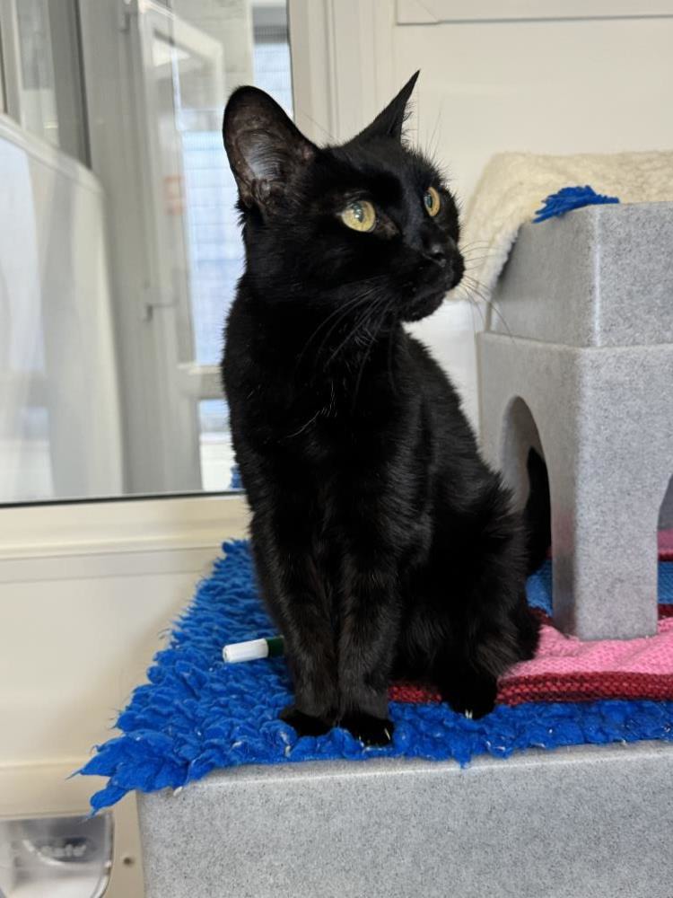 Find a cat near you | Adopt a cat | Cats Protection