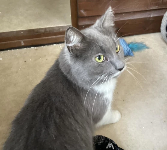 Cats Protection Basingstoke & District Branch