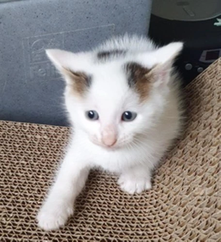 Cats Protection Halifax, Huddersfield & Wakefield Branch