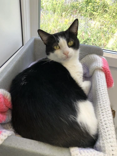 Cats Protection Tyneside Cat Centre