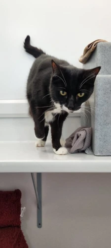 Cats Protection Leeds Cat Centre