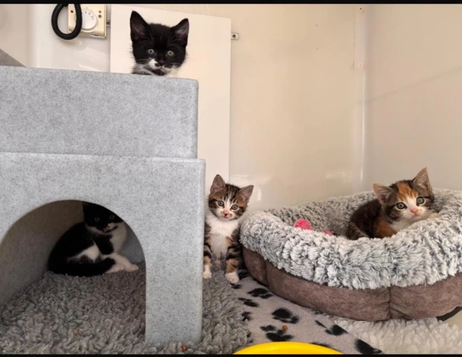 Cats Protection Cornwall Cat Centre