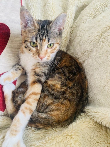 Cats Protection Halifax, Huddersfield & Wakefield Branch