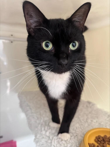 Cats Protection Cornwall Cat Centre