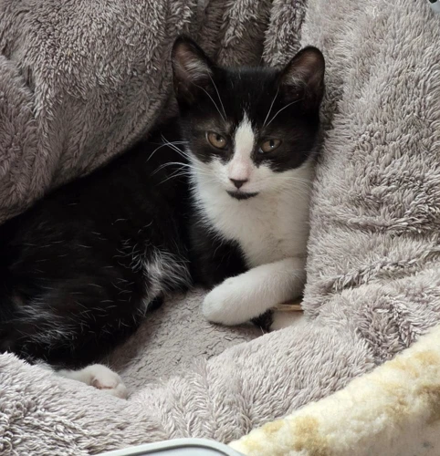 Cats Protection Worcester & District Branch