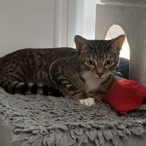 Cats Protection Warrington Cat Centre