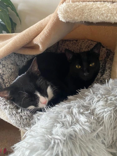 Cats Protection Luton, Dunstable & District Branch
