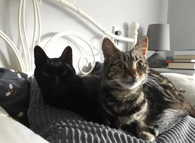 Cats Protection Plymouth & Rame Branch