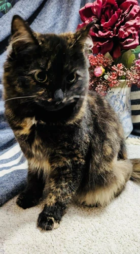 Cats Protection Halifax, Huddersfield & Wakefield Branch