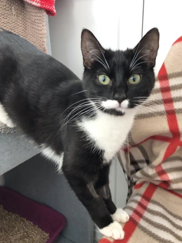 Cats Protection Tyneside Cat Centre