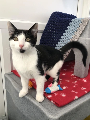 Cats Protection Tyneside Cat Centre