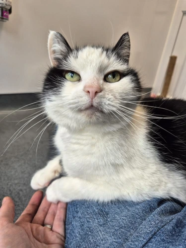 Cats Protection North Wales Cat Centre