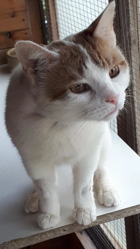 Cats Protection Northampton Branch